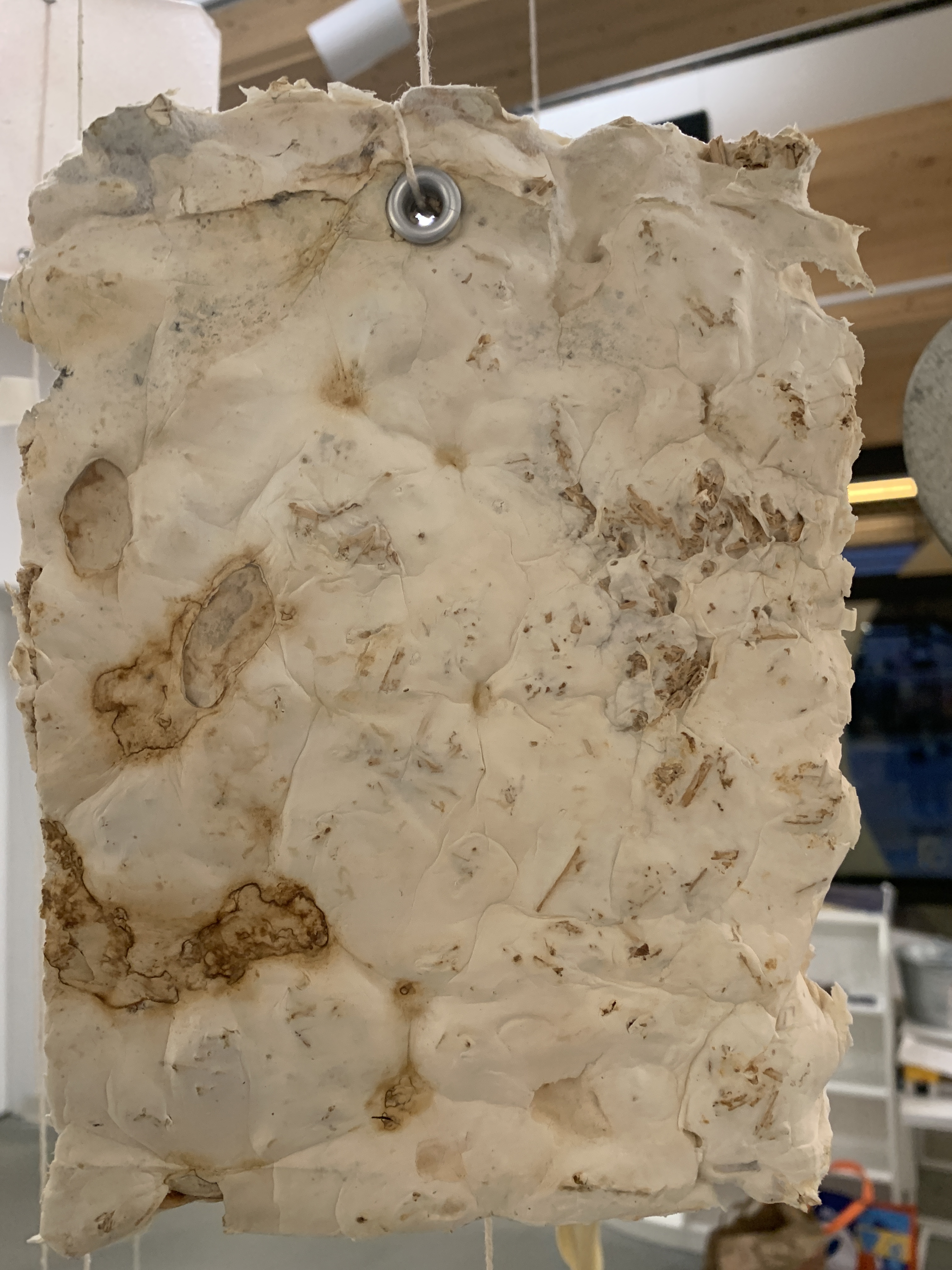 Fungal – Eco Materials Library